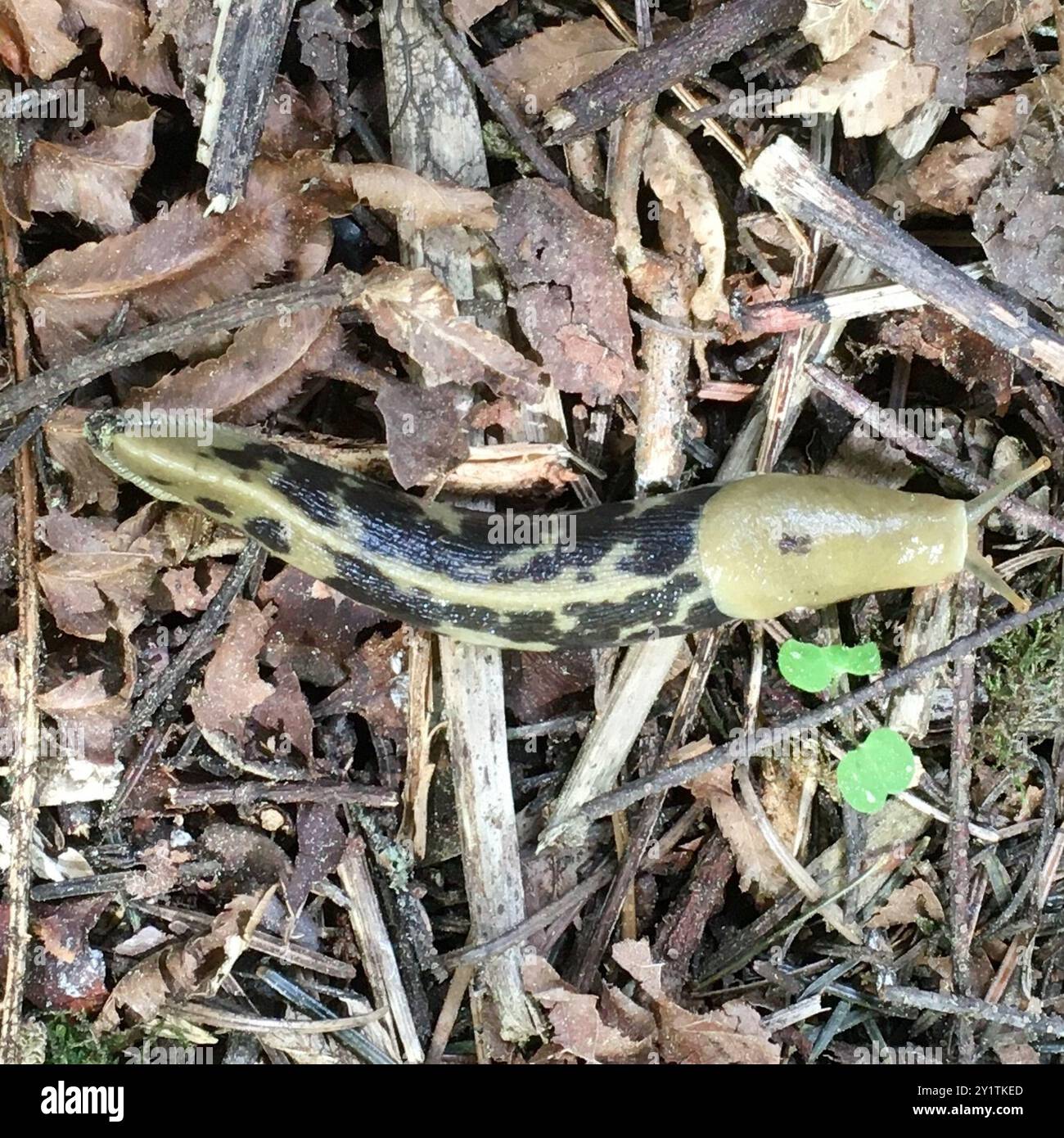 Pacific Banana Slug (Ariolimax columbianus) Mollusca Stock Photo - Alamy