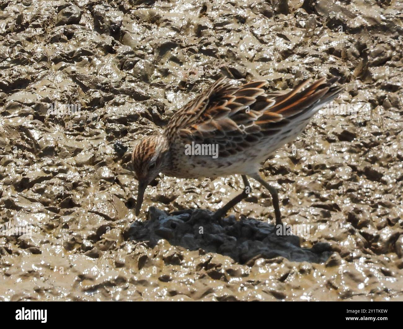Sharp-tailed Sandpiper (Calidris acuminata) Aves Stock Photo - Alamy