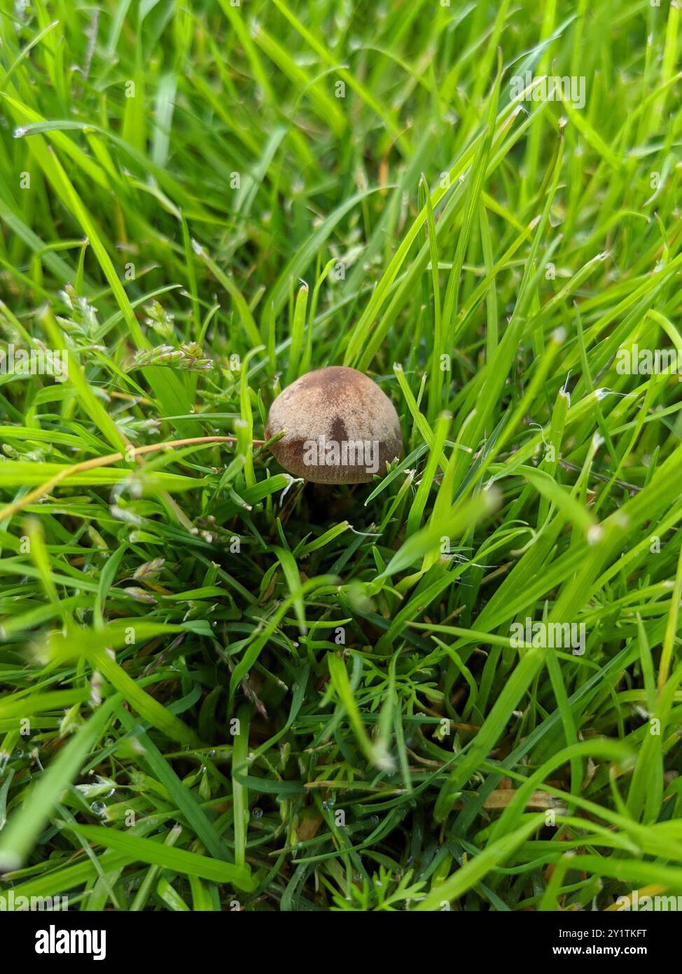 Banded Mottlegill (Panaeolus cinctulus) Fungi Stock Photo - Alamy
