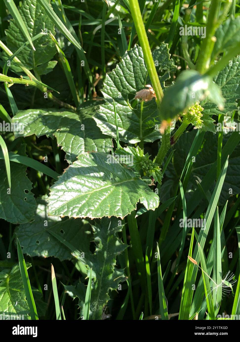 charlock (Mutarda arvensis) Plantae Stock Photo - Alamy