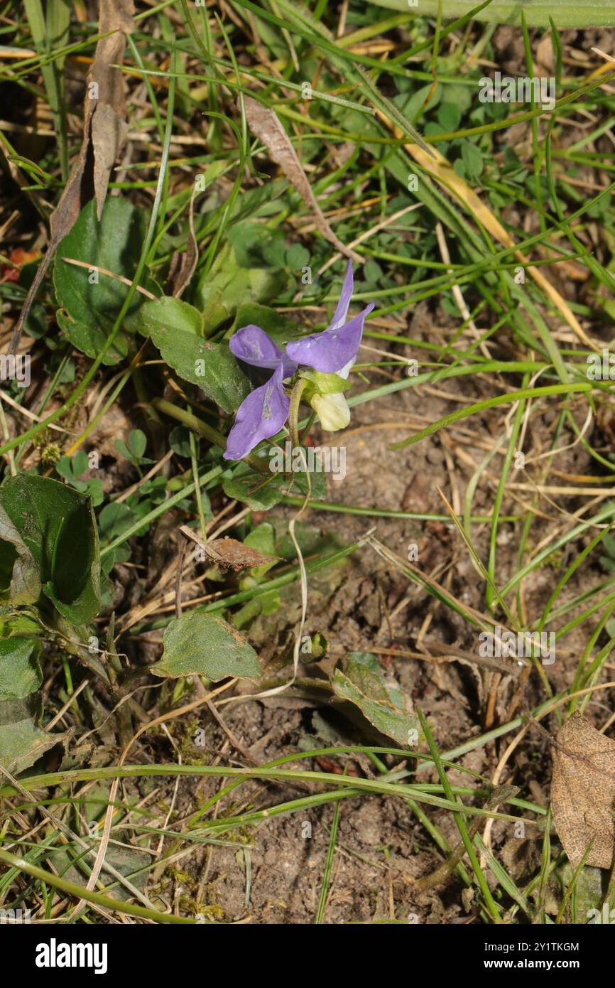 common dog-violet (Viola riviniana) Plantae Stock Photo - Alamy