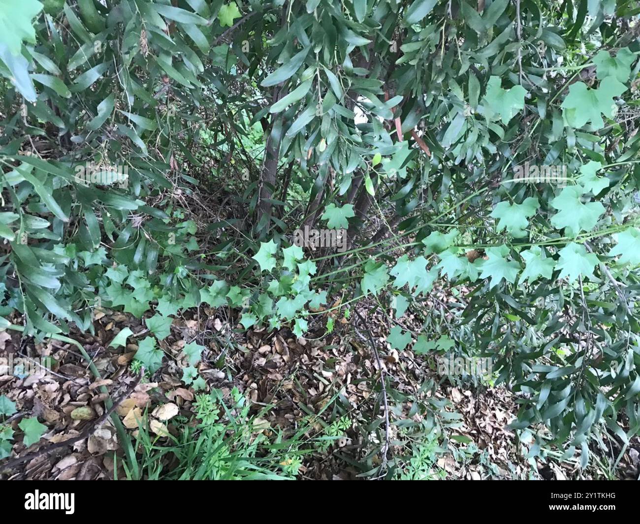 Cape-ivy (Delairea odorata) Plantae Stock Photo - Alamy