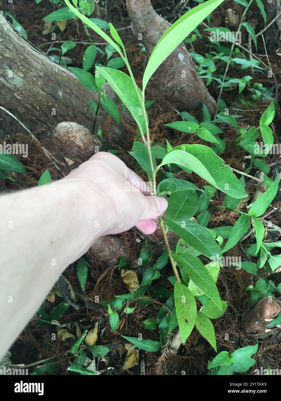Pond Apple (Annona glabra) Plantae Stock Photo - Alamy
