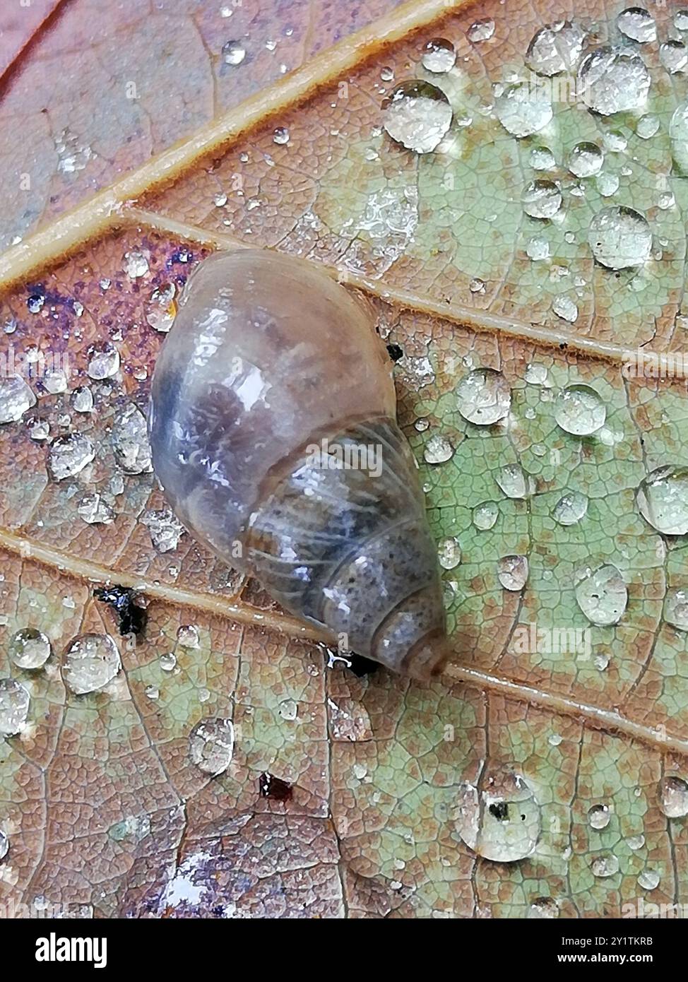 Common Land Snails and Slugs (Stylommatophora) Mollusca Stock Photo - Alamy