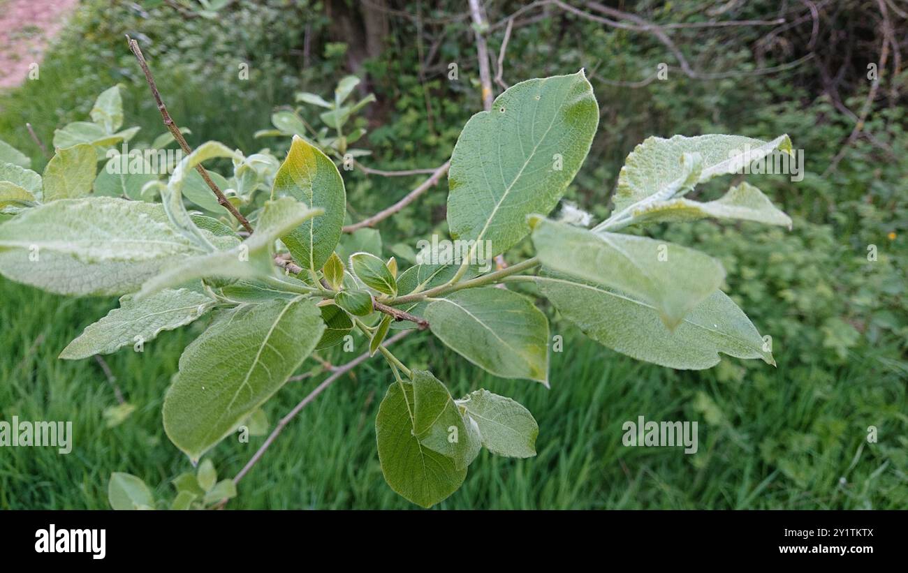 goat willow (Salix caprea) Plantae Stock Photo - Alamy