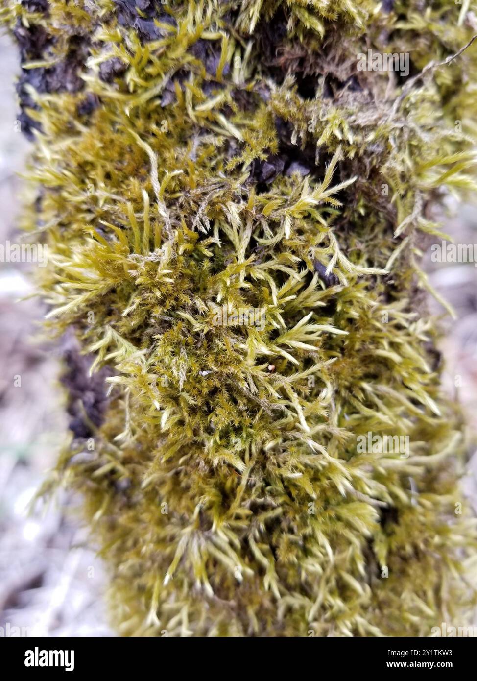 Rough-stalked Feather-moss (Brachythecium rutabulum) Plantae Stock ...