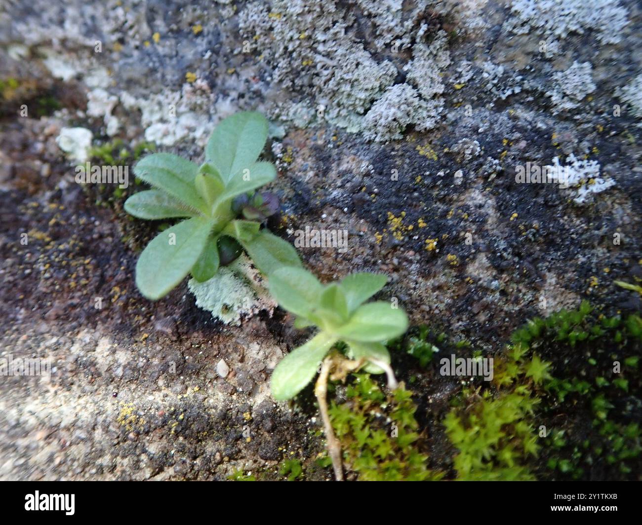 Common mouse-ear chickweed (Cerastium fontanum) Plantae Stock Photo - Alamy