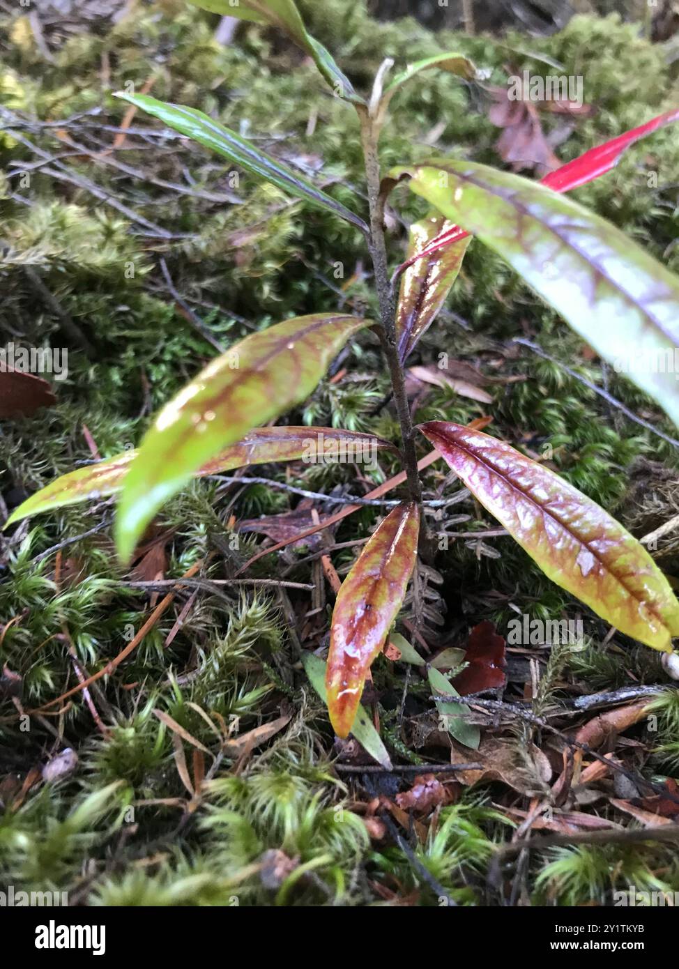 Korokio (Corokia buddleioides) Plantae Stock Photo - Alamy