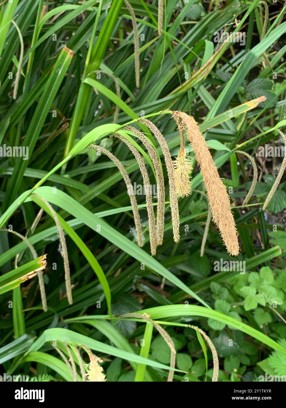 Hanging sedge (Carex pendula) Plantae Stock Photo - Alamy