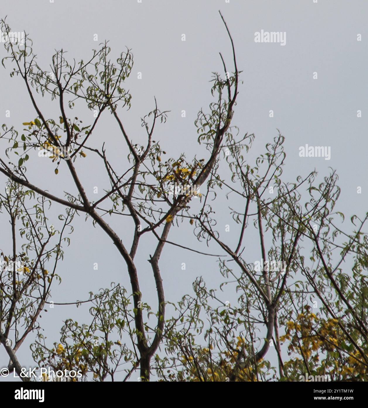 sjambok-pod (Cassia abbreviata) Plantae Stock Photo - Alamy