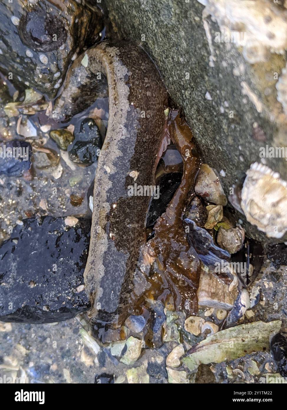 High Cockscomb (Anoplarchus purpurescens) Actinopterygii Stock Photo ...