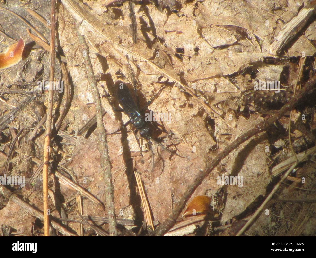 Spider Wasps (Pompilidae) Insecta Stock Photo - Alamy