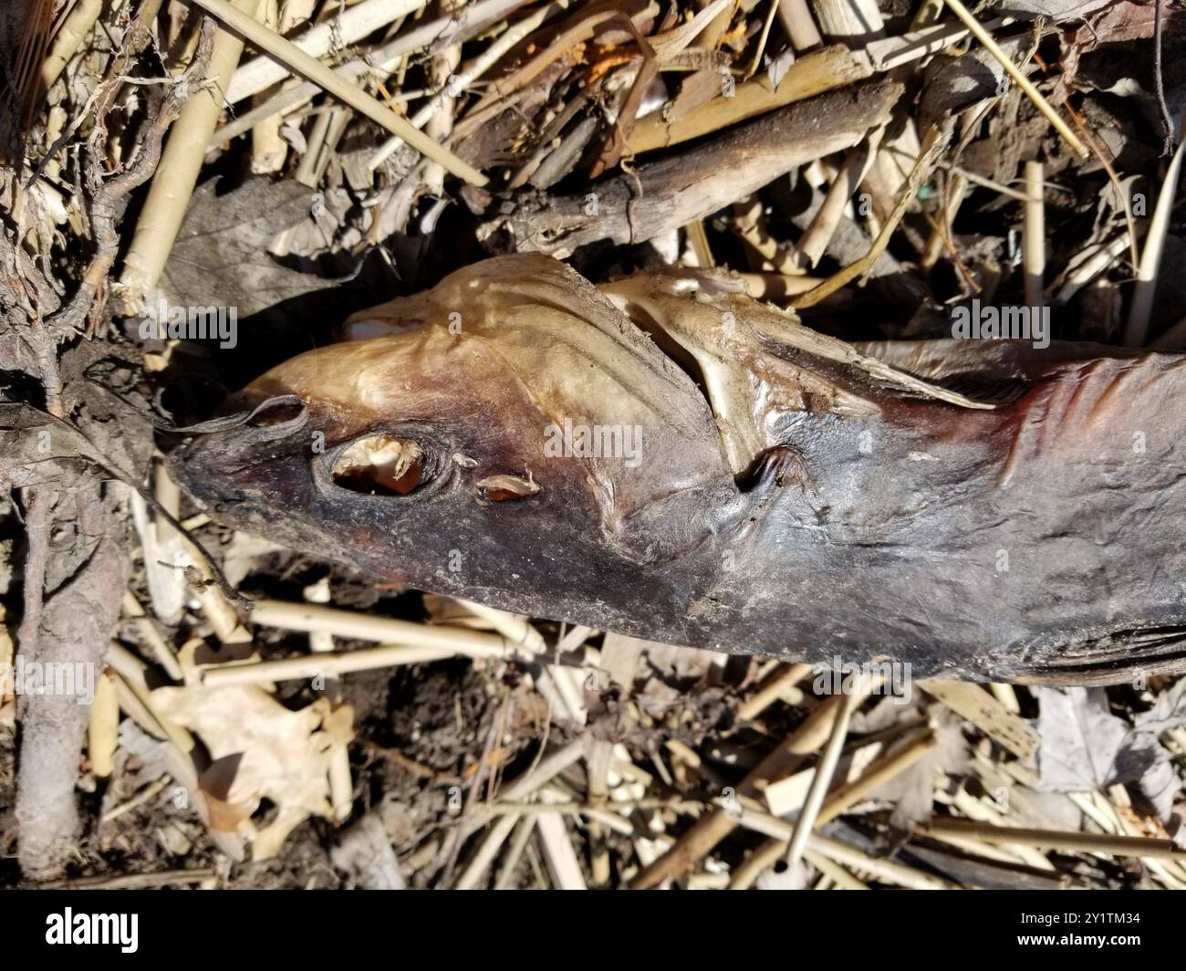 North American Freshwater Catfishes (Ictaluridae) Actinopterygii Stock ...