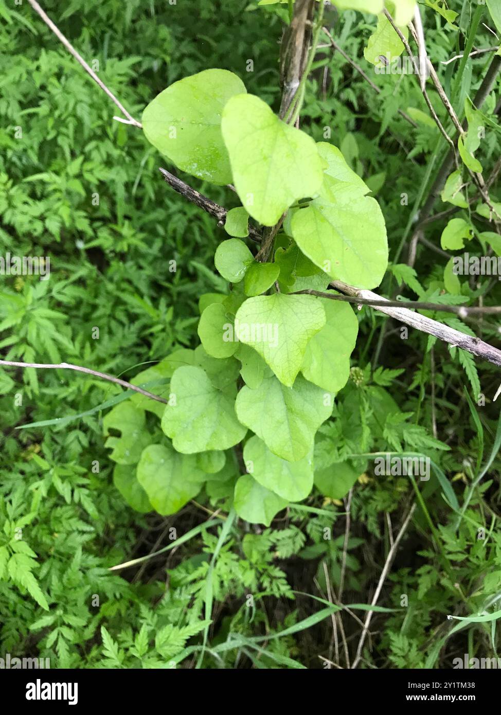 Carolina snailseed (Nephroia carolina) Plantae Stock Photo - Alamy