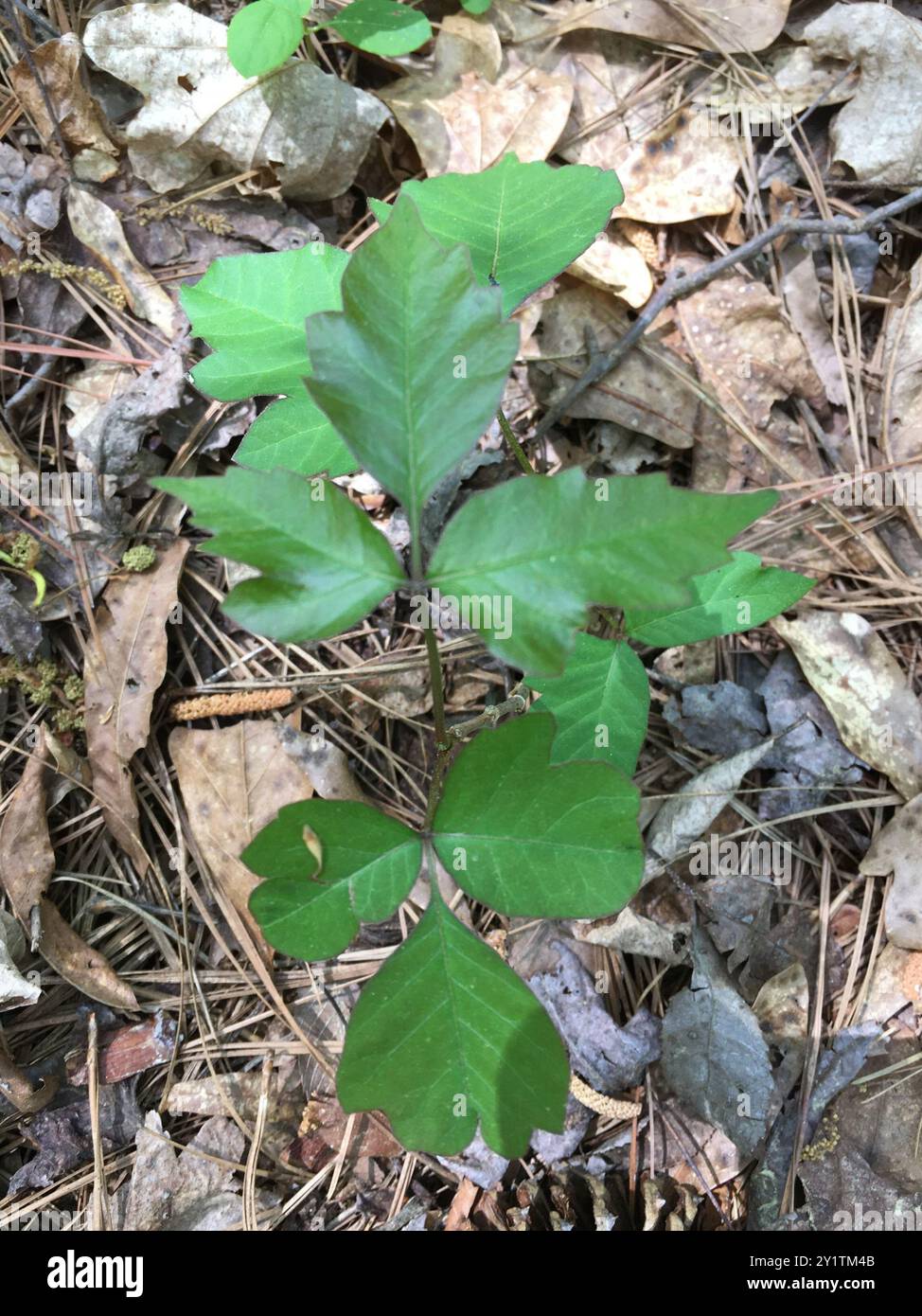 eastern poison ivy (Toxicodendron radicans) Plantae Stock Photo - Alamy