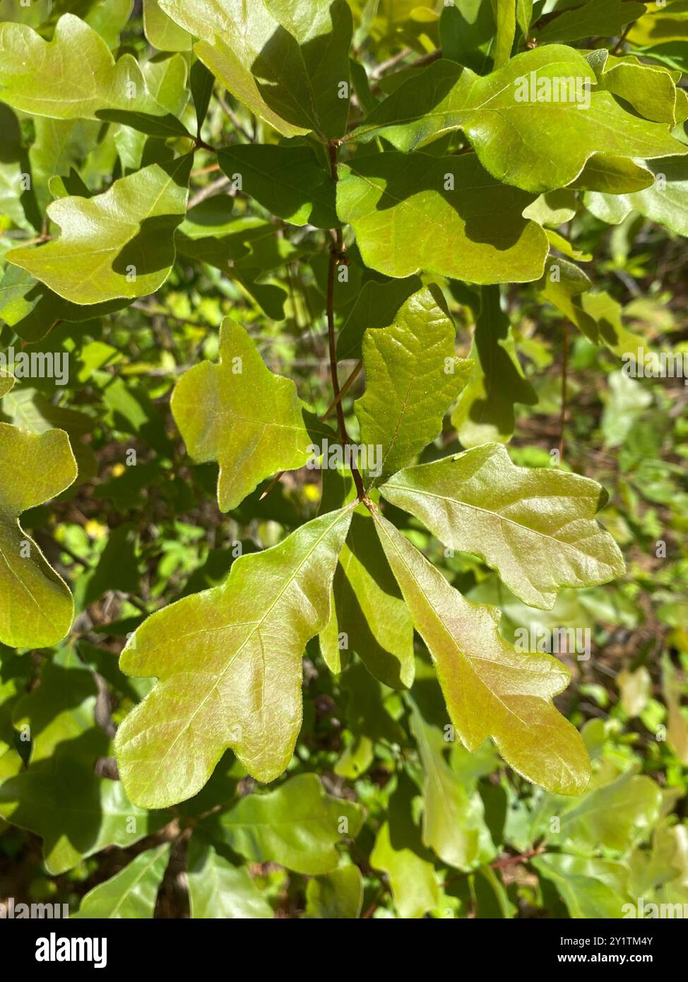 sand post oak (Quercus margaretiae) Plantae Stock Photo - Alamy