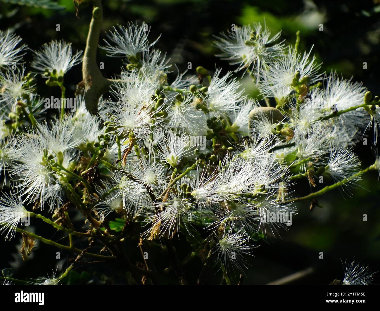 Molucca Albizia (Falcataria falcata) Plantae Stock Photo - Alamy