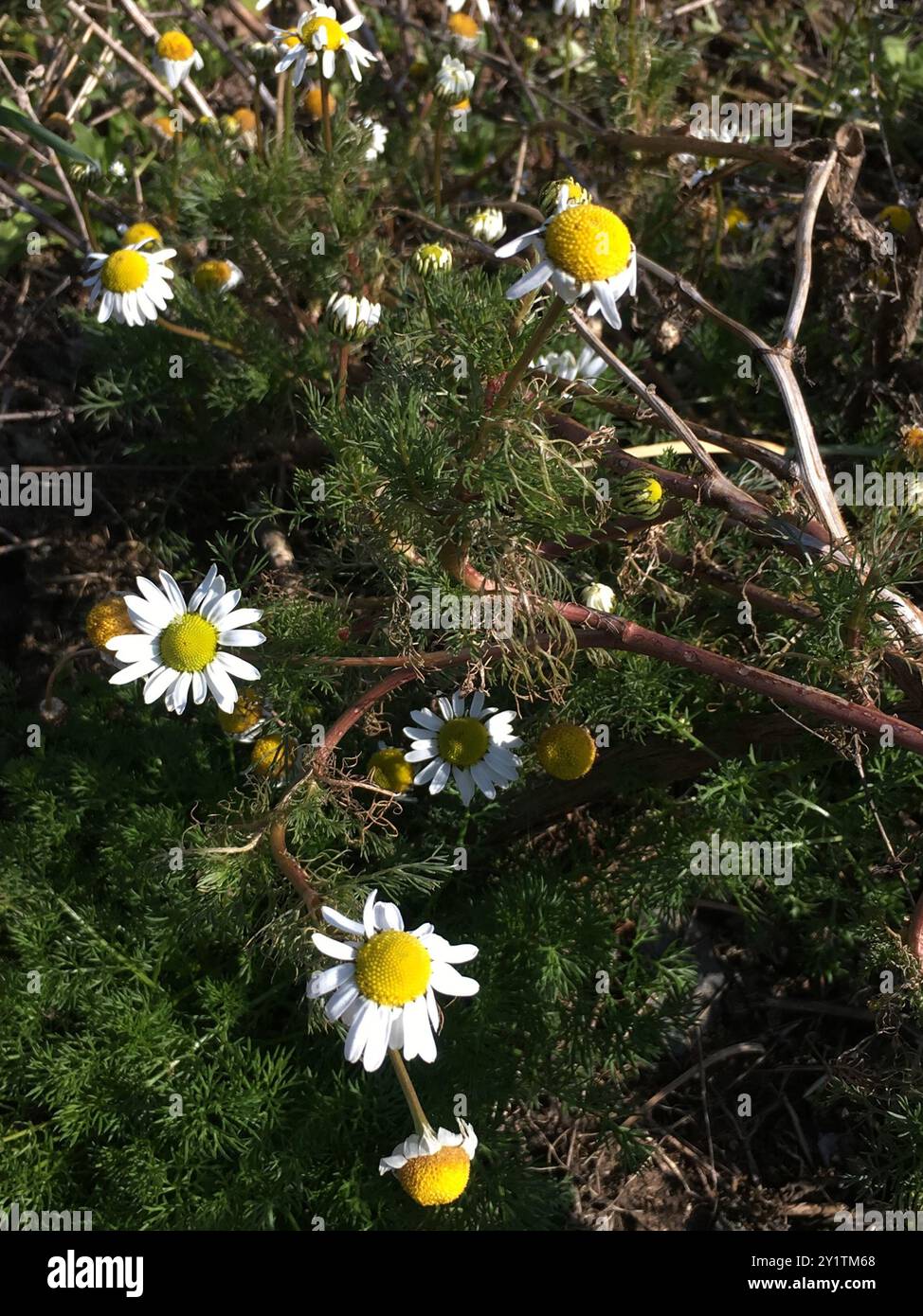 scentless mayweed (Tripleurospermum inodorum) Plantae Stock Photo - Alamy