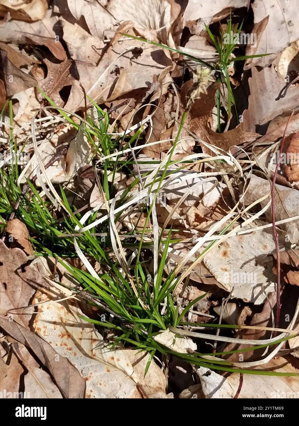 Pennsylvania sedge (Carex pensylvanica) Plantae Stock Photo - Alamy
