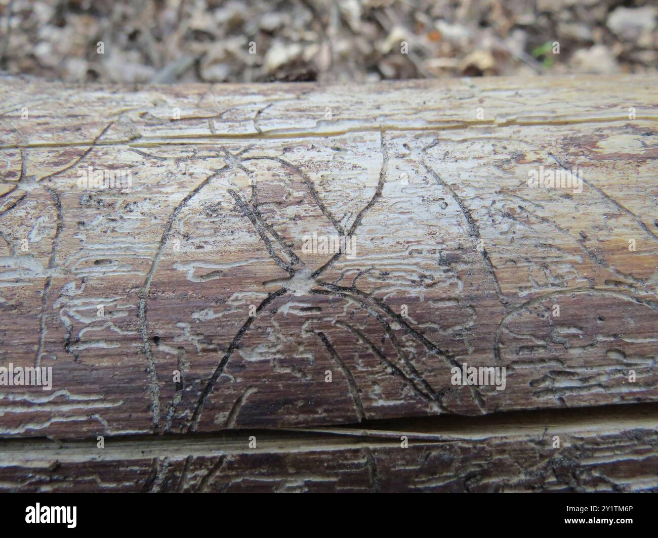 Engraver Beetles (Ips) Insecta Stock Photo - Alamy