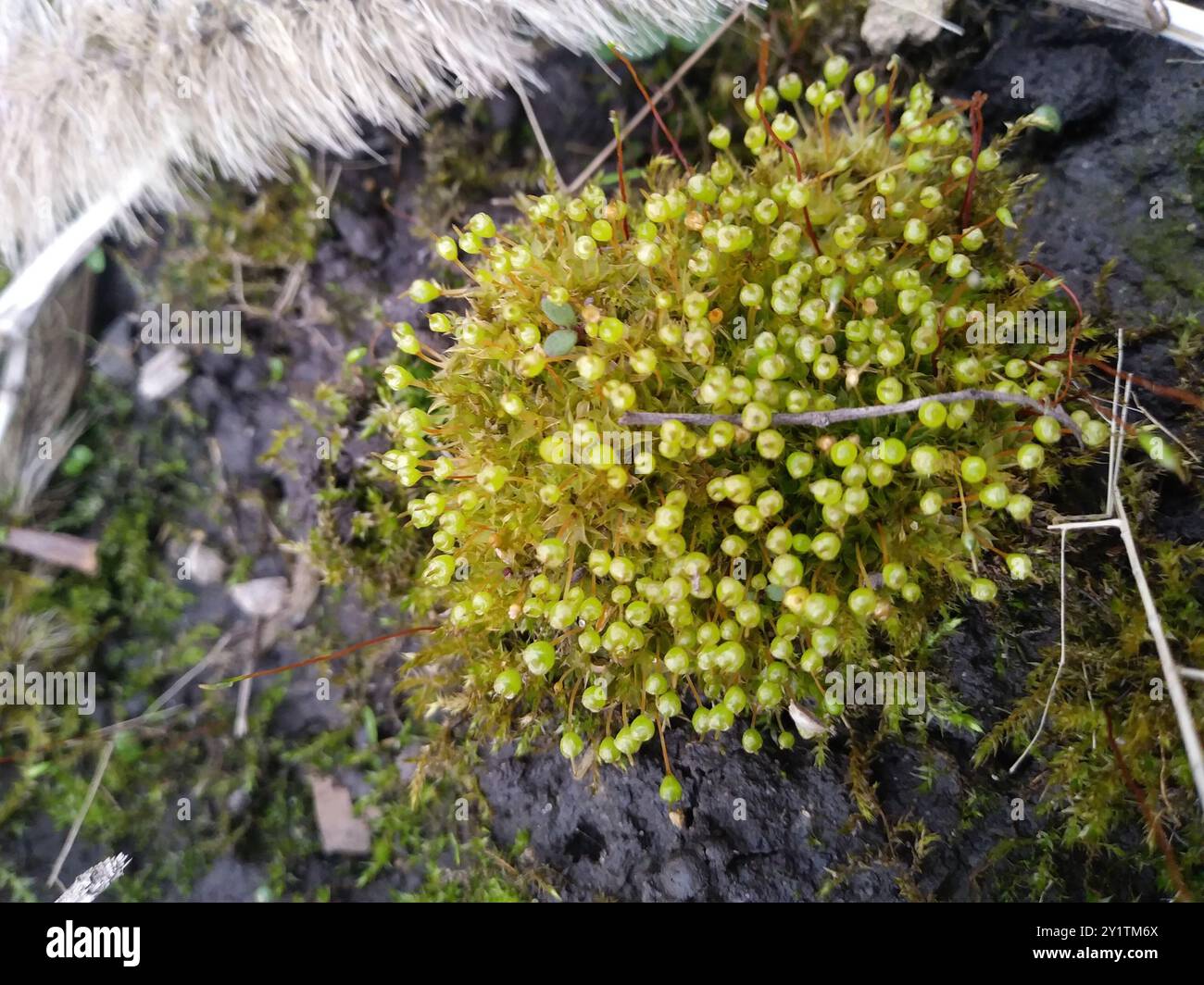 common bladder moss (Physcomitrium pyriforme) Plantae Stock Photo - Alamy