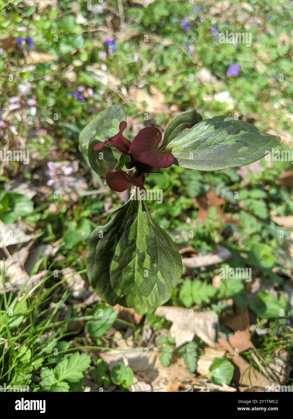prairie trillium (Trillium recurvatum) Plantae Stock Photo - Alamy