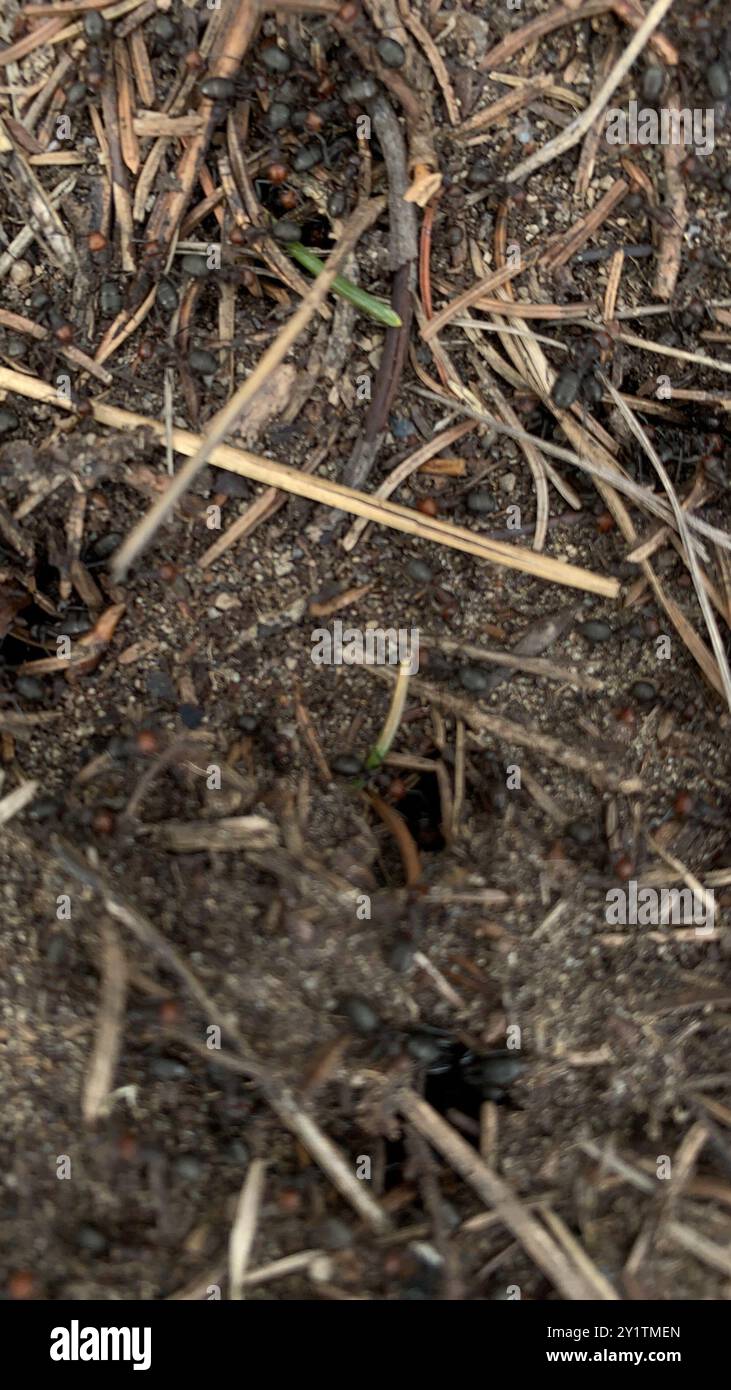 Western Thatching Ant (Formica obscuripes) Insecta Stock Photo - Alamy
