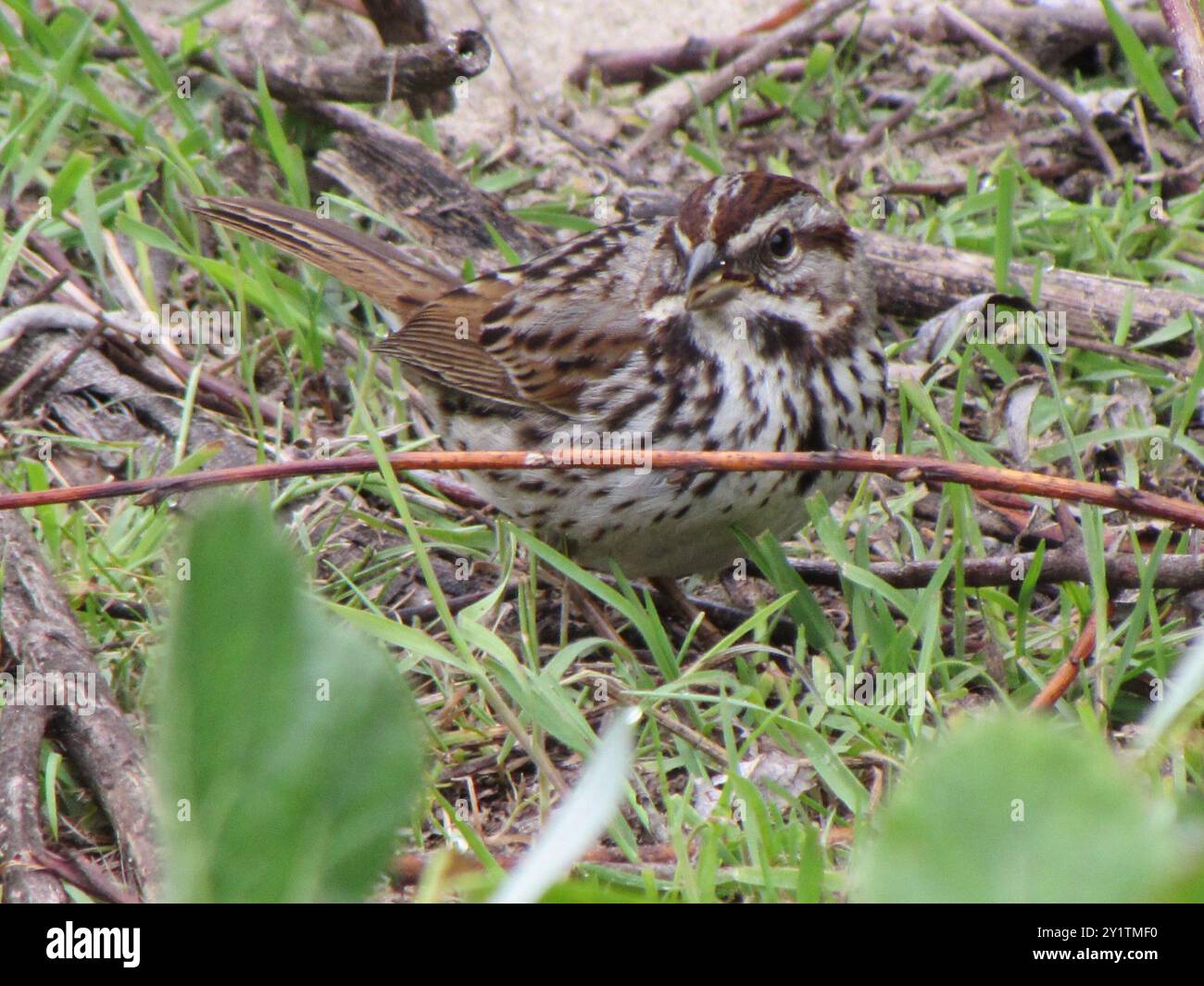 Song Sparrow (Melospiza melodia) Aves Stock Photo - Alamy