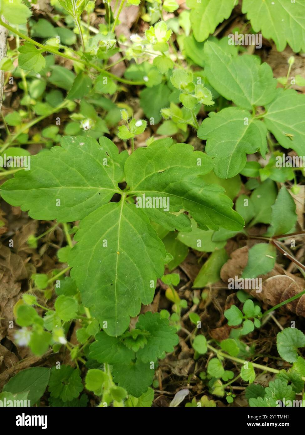 Two-leaved Toothwort (Cardamine diphylla) Plantae Stock Photo - Alamy