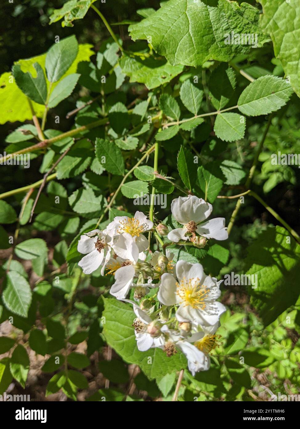 multiflora rose (Rosa multiflora) Plantae Stock Photo - Alamy