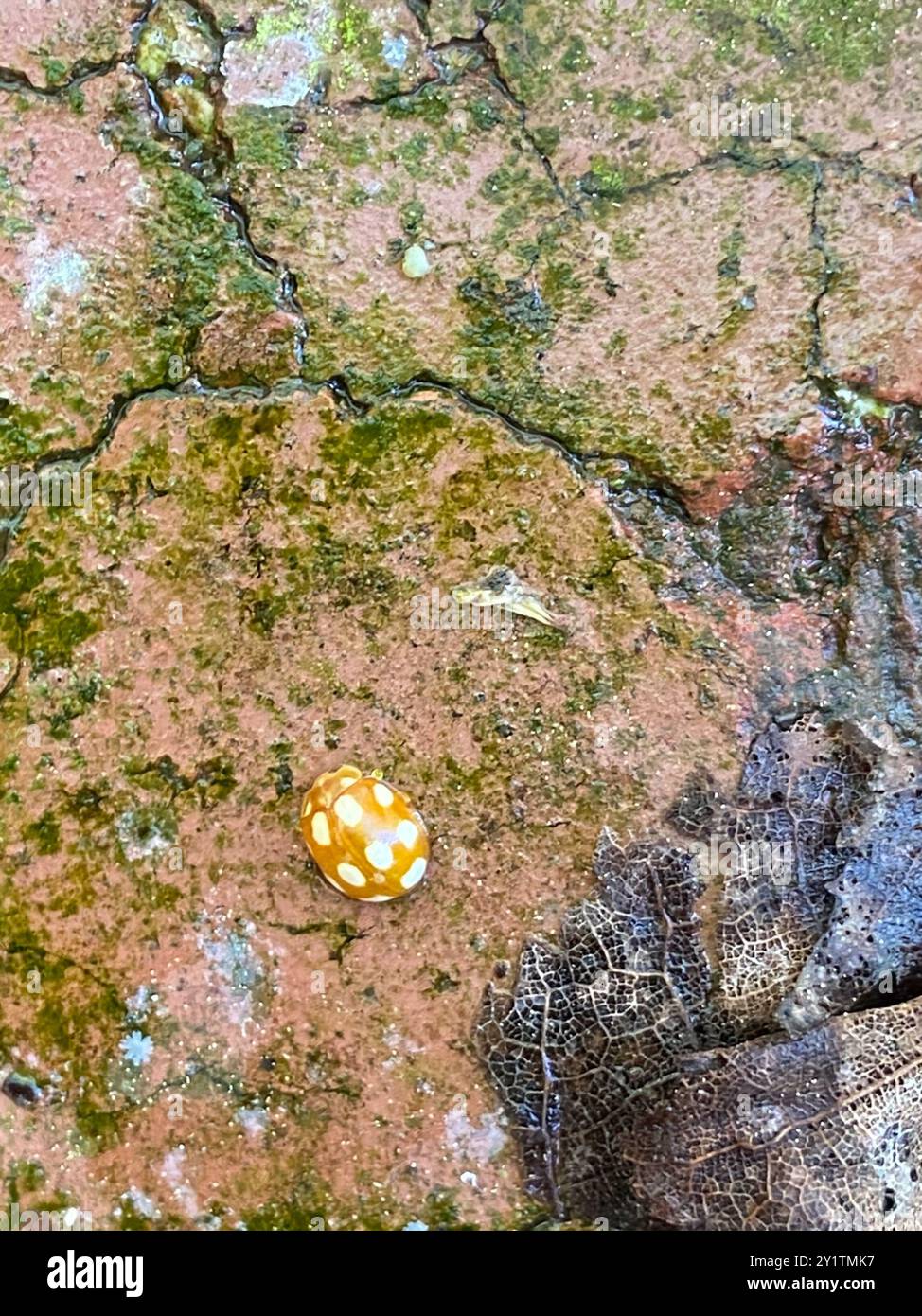 Little Arboreal Lady Beetle (Calvia decemguttata) Insecta Stock Photo ...