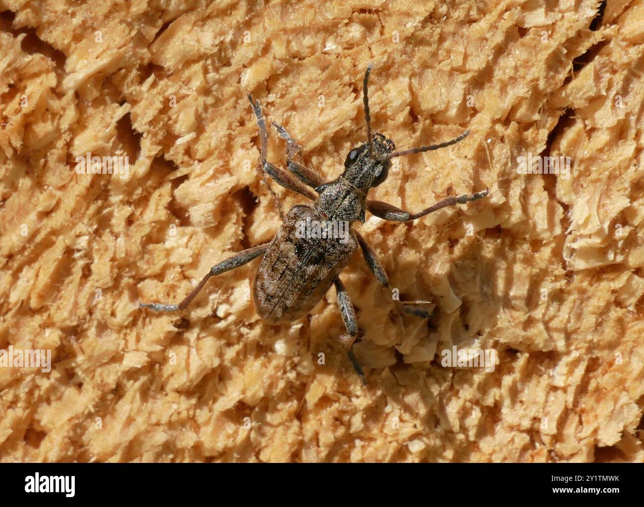 Ribbed Pine Borer (Rhagium inquisitor) Insecta Stock Photo - Alamy
