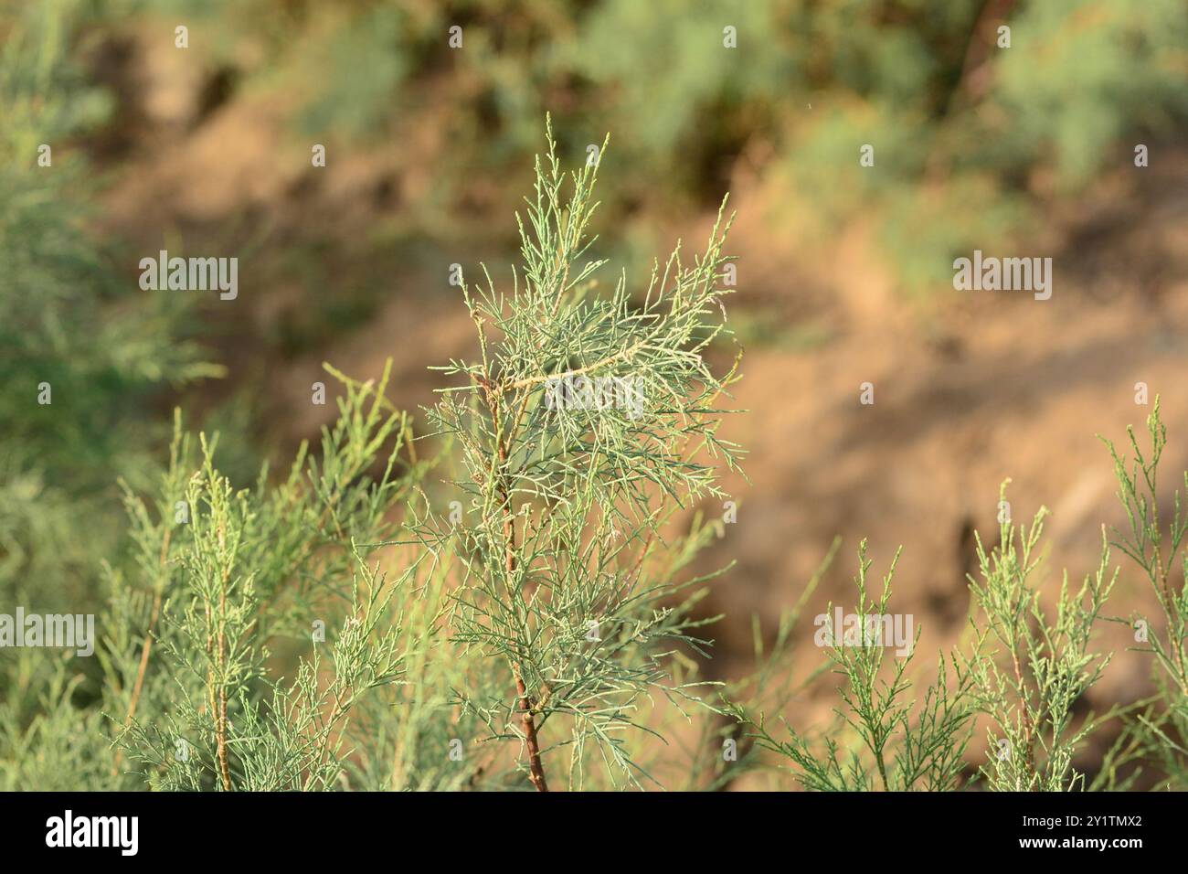 French tamarisk (Tamarix gallica) Plantae Stock Photo - Alamy