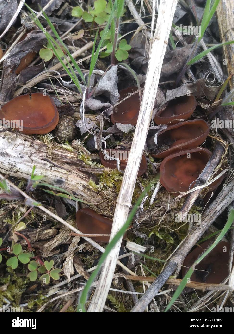 Pezizas, Desert Truffles, and Allies (Pezizaceae) Fungi Stock Photo - Alamy