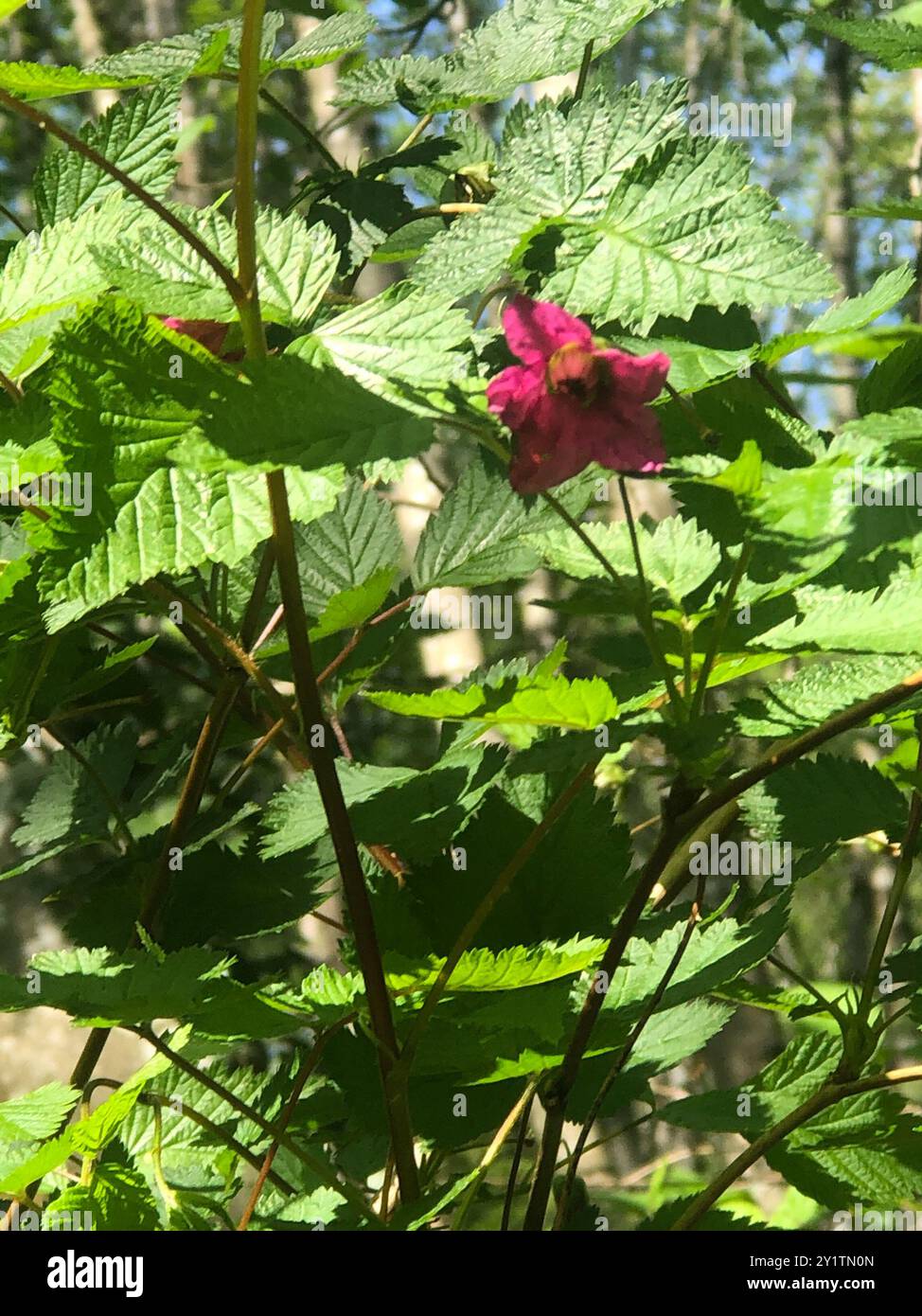 Salmonberry (Rubus spectabilis) Plantae Stock Photo - Alamy