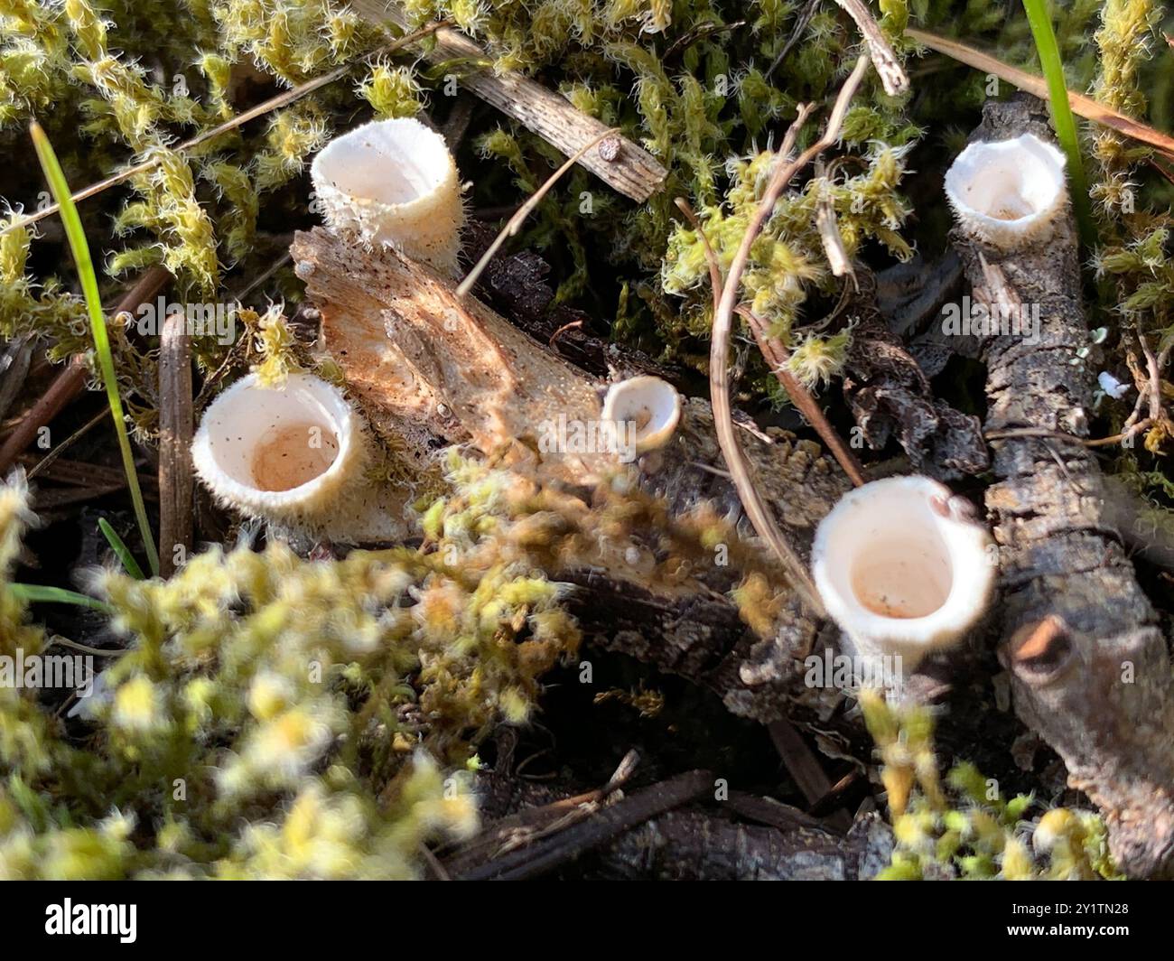 woolly bird's nest fungus (Nidula niveotomentosa) Fungi Stock Photo - Alamy