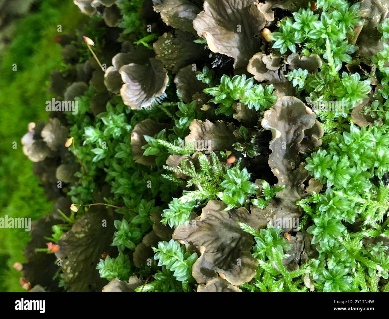 many-fruited pelt lichen (Peltigera polydactylon) Fungi Stock Photo - Alamy