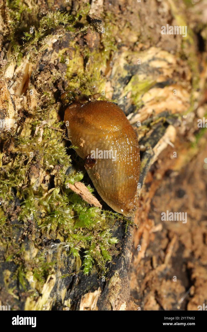 Western Dusky Slug (Arion subfuscus) Mollusca Stock Photo - Alamy