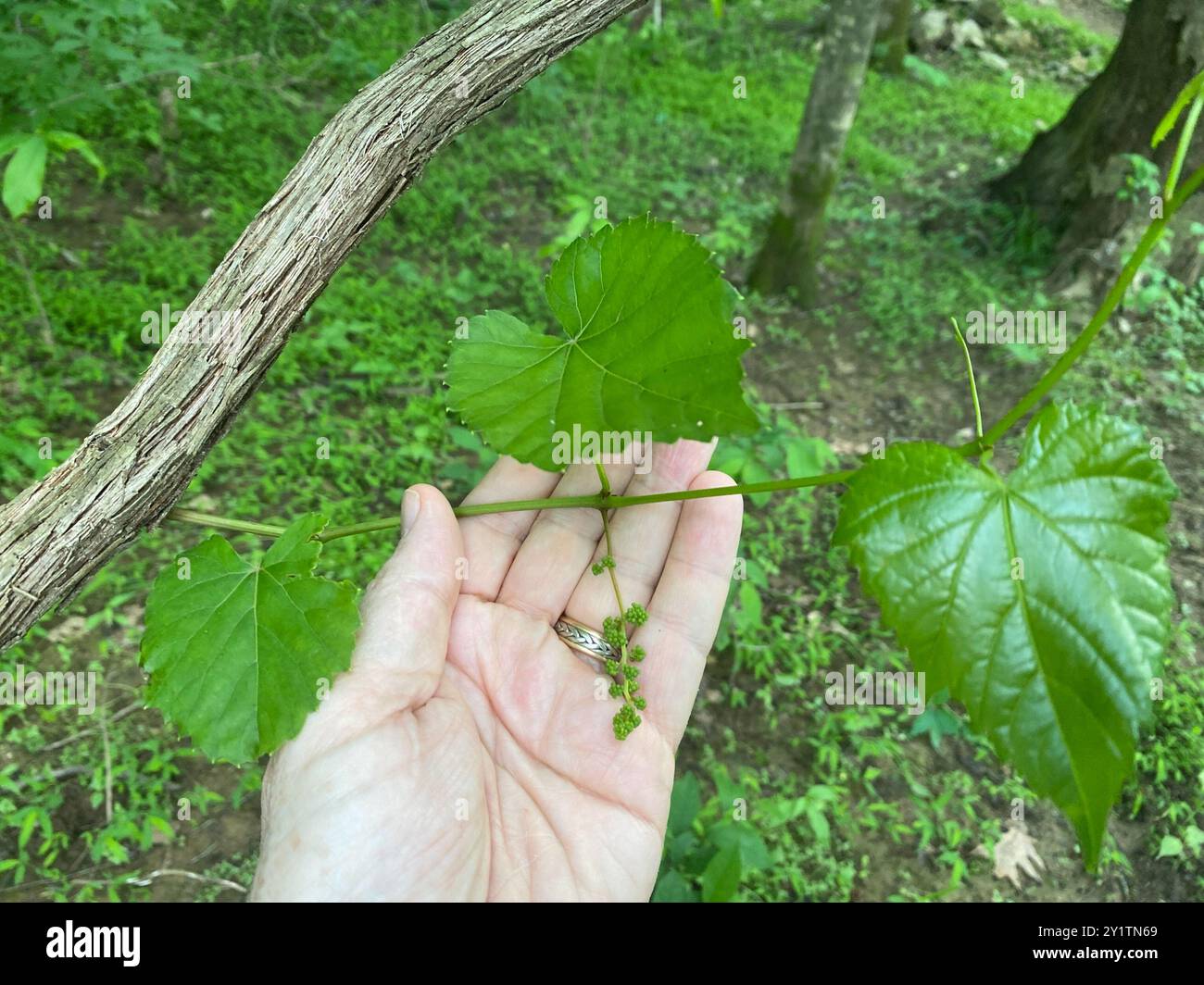 frost grape (Vitis vulpina) Plantae Stock Photo - Alamy