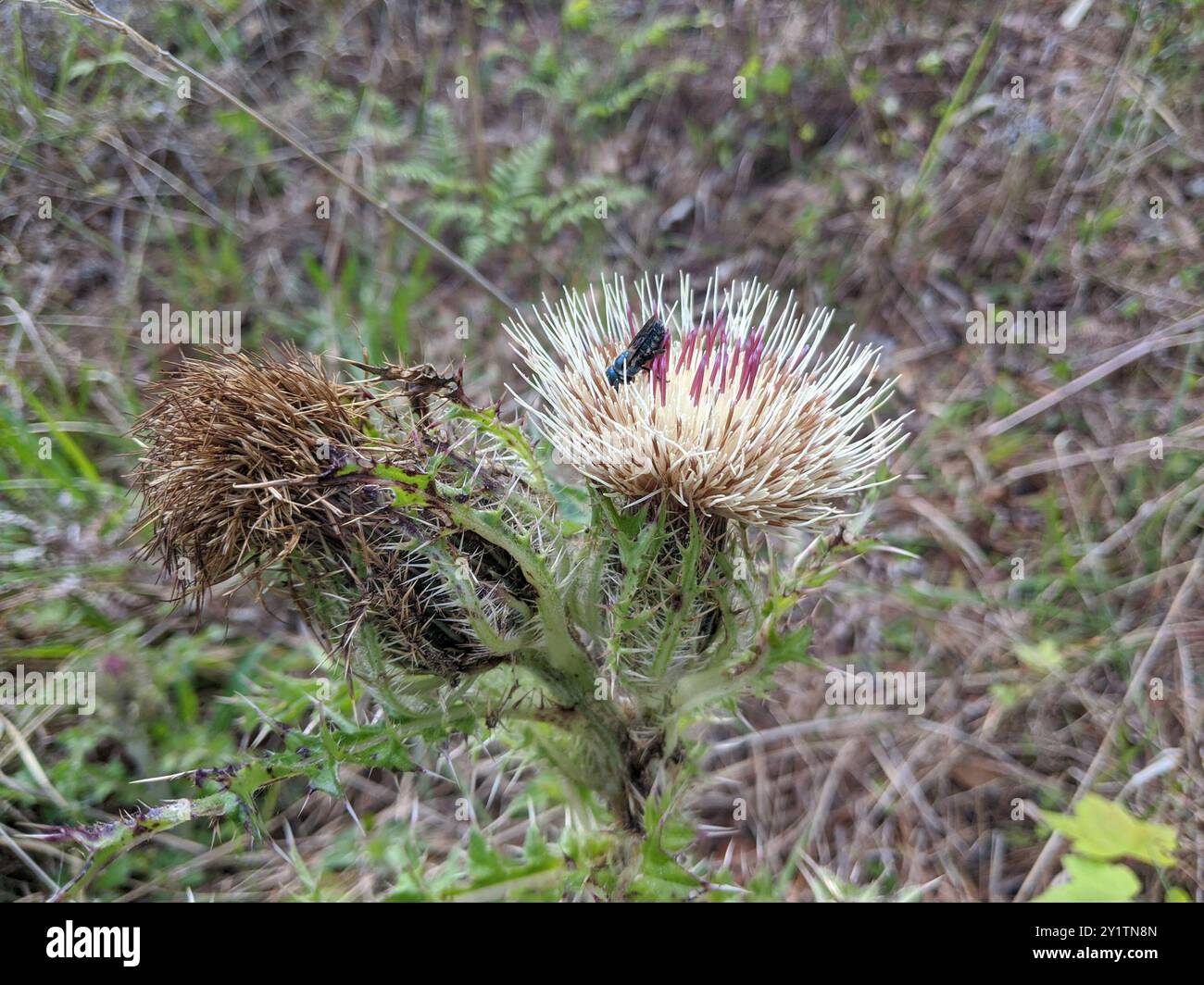 bristle thistle (Cirsium horridulum) Plantae Stock Photo - Alamy
