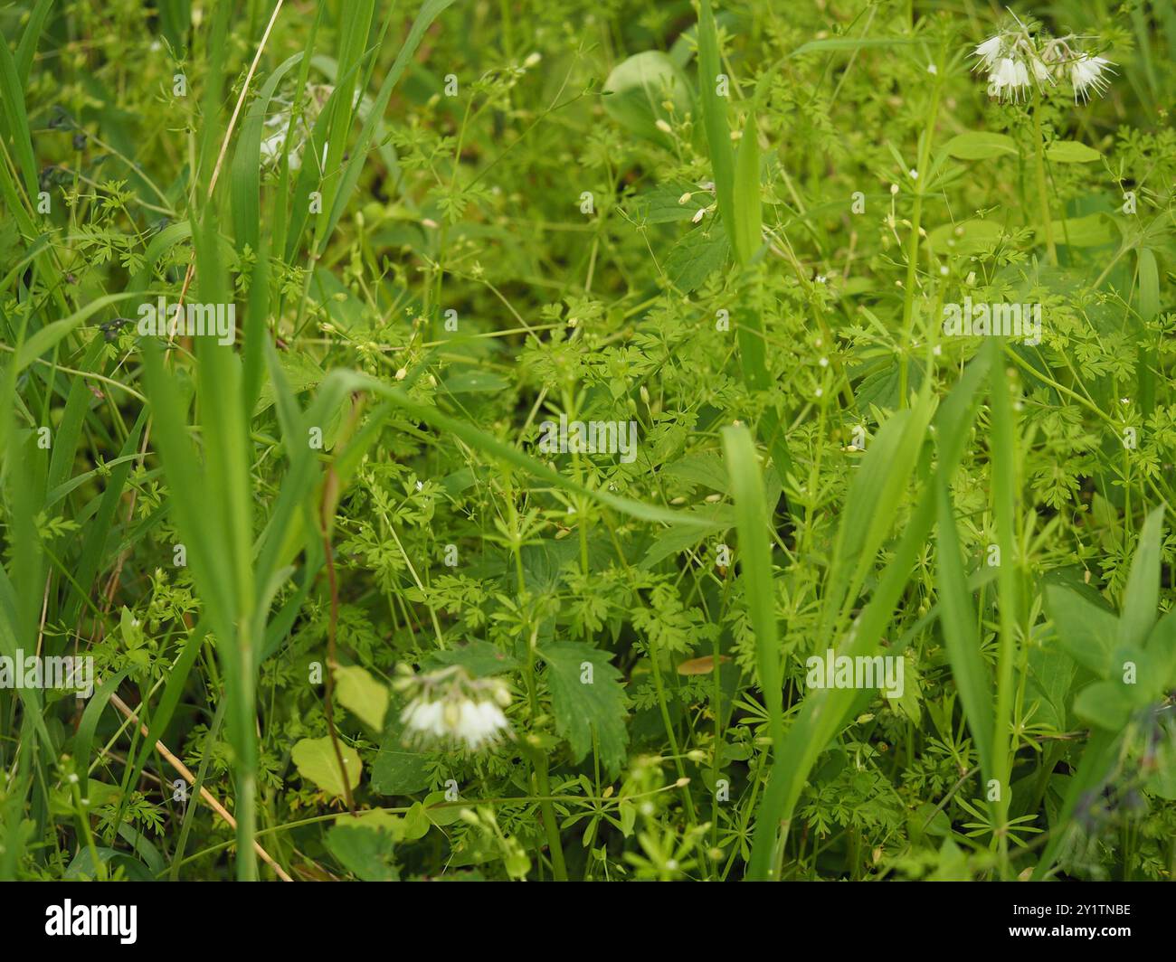 Virginia waterleaf (Hydrophyllum virginianum) Plantae Stock Photo - Alamy