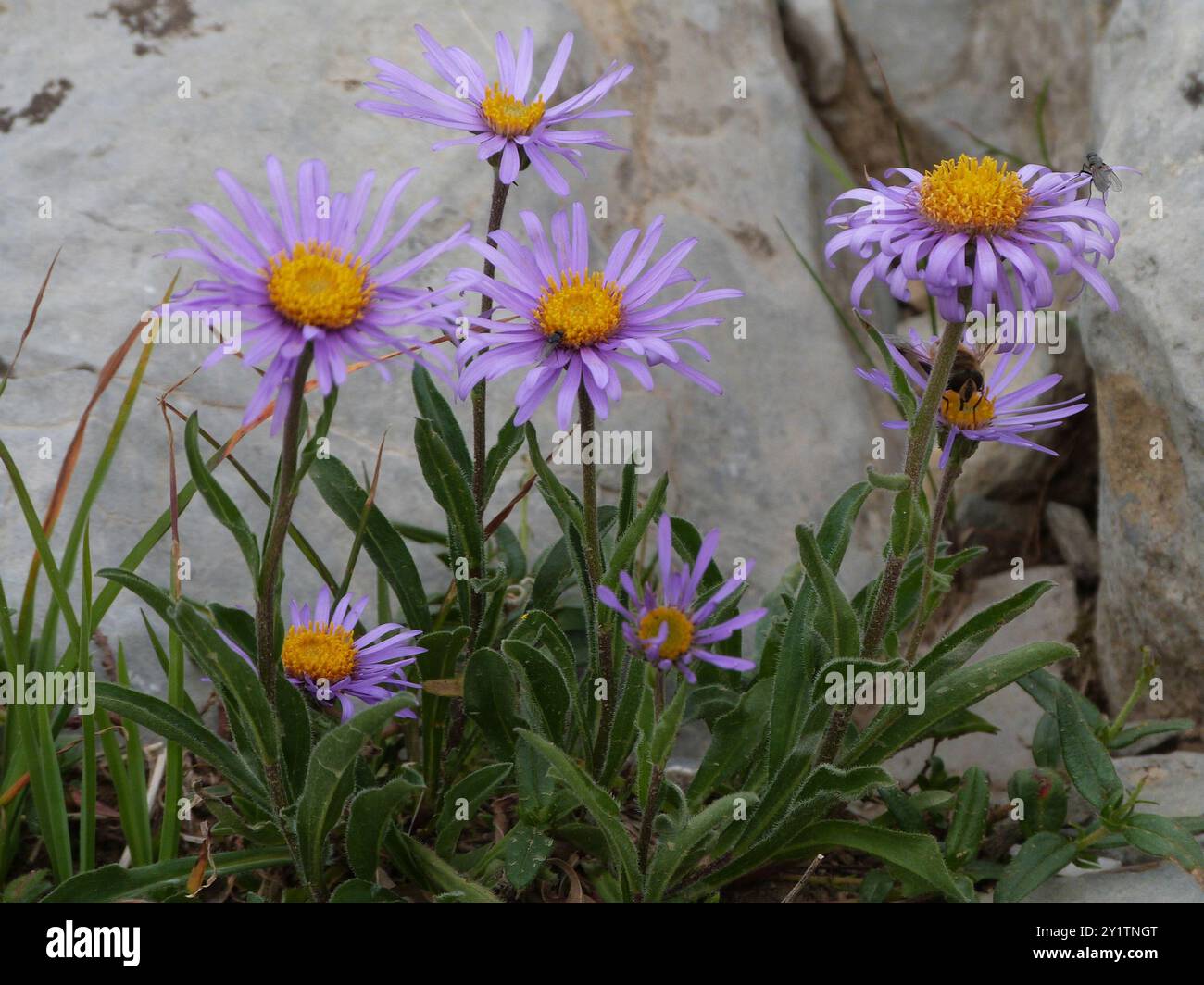 Alpine Aster (Aster alpinus) Plantae Stock Photo - Alamy