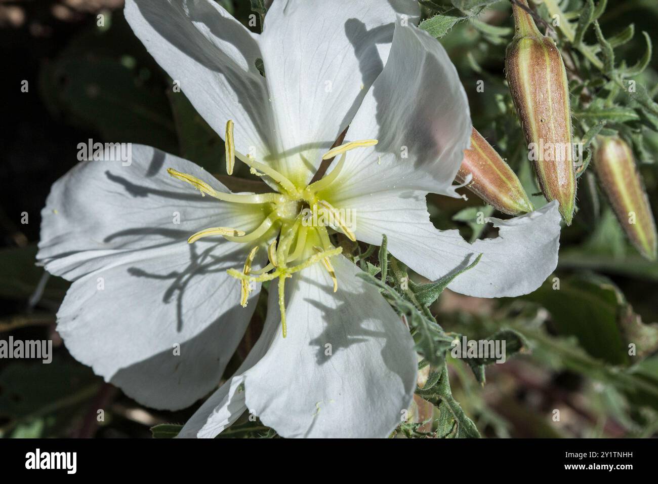 White-stem Evening Primrose (Oenothera albicaulis) Plantae Stock Photo - Alamy