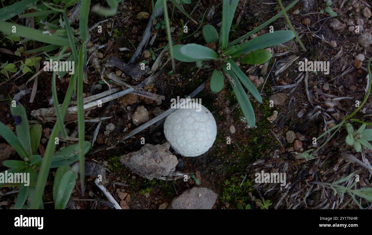 puffballs (Lycoperdaceae) Fungi Stock Photo - Alamy