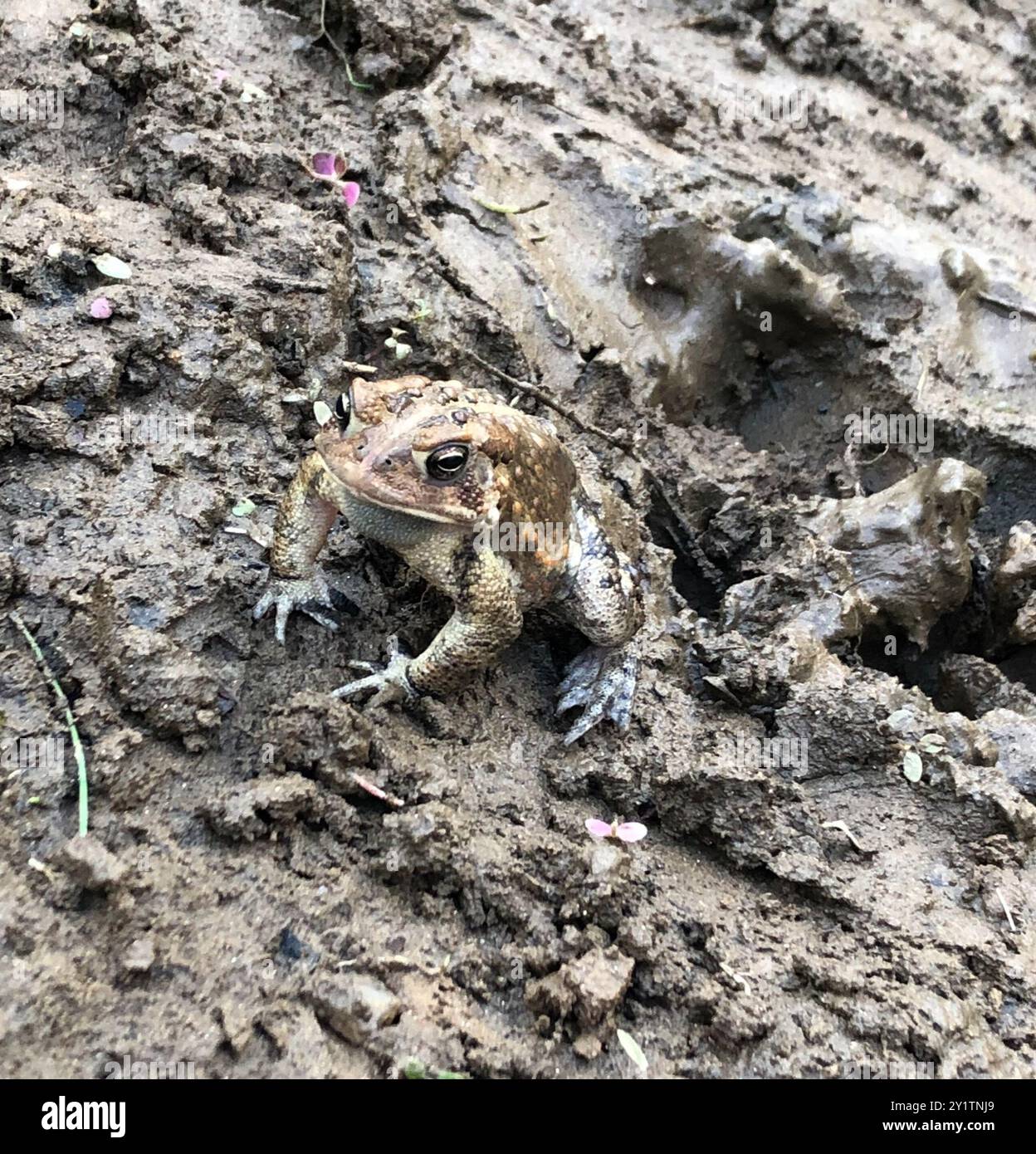 American Toad (Anaxyrus americanus) Amphibia Stock Photo - Alamy