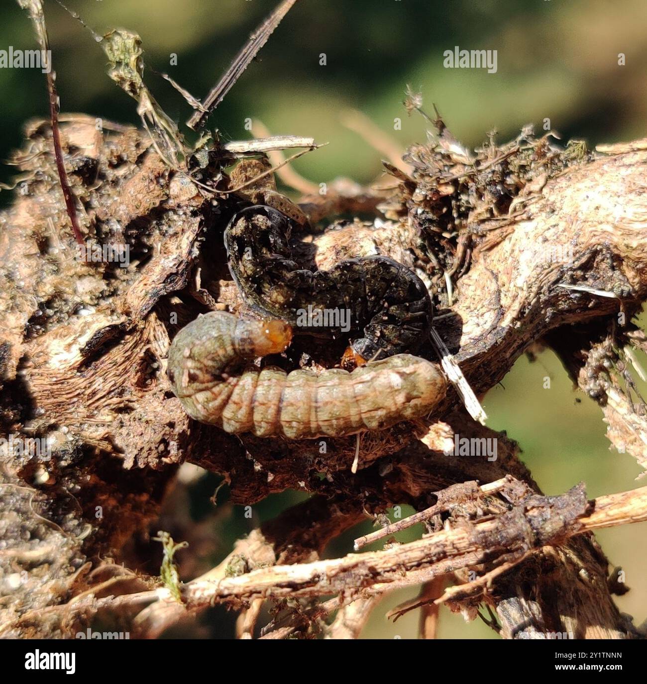 Cutworms and Dart Moths (Noctuinae) Insecta Stock Photo - Alamy