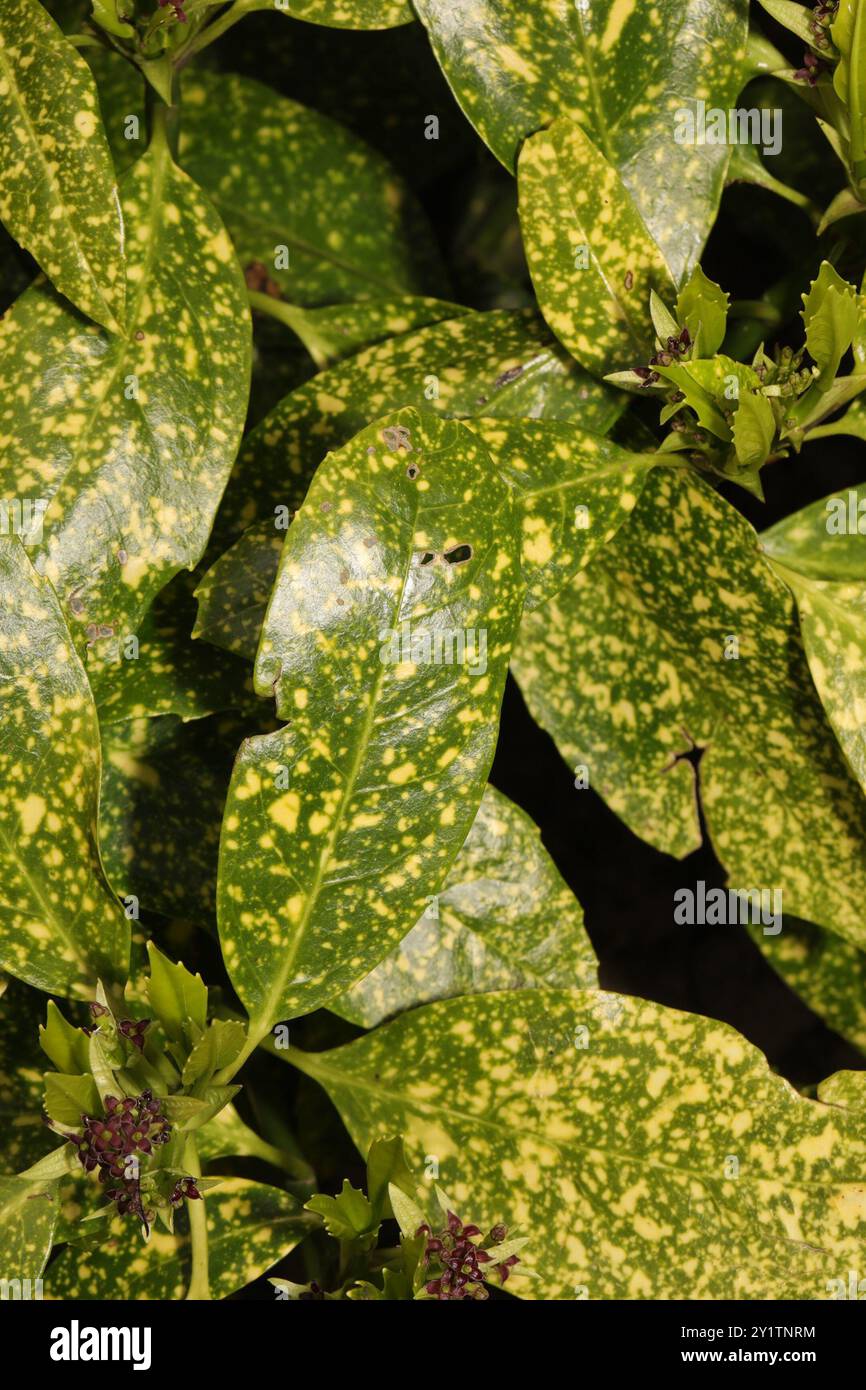 Japanese aucuba (Aucuba japonica) Plantae Stock Photo - Alamy
