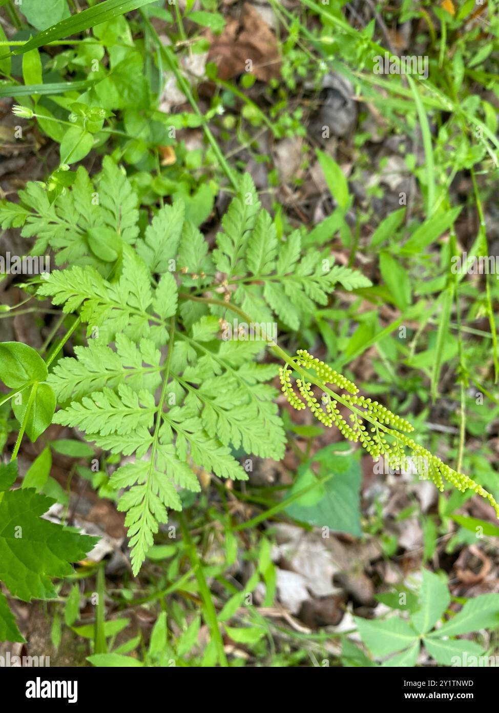 rattlesnake fern (Botrypus virginianus) Plantae Stock Photo - Alamy