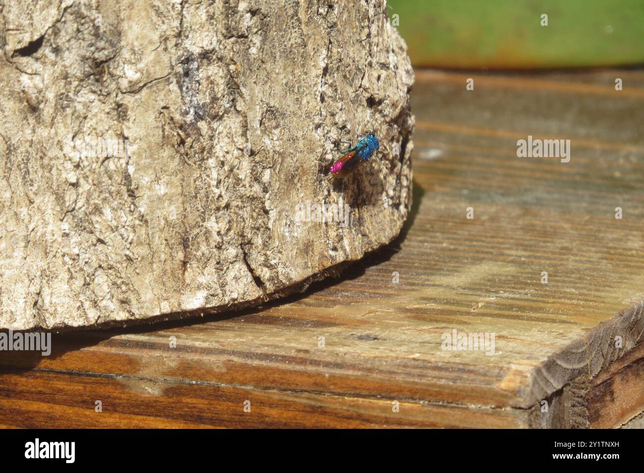 Chrysis terminata hi-res stock photography and images - Alamy
