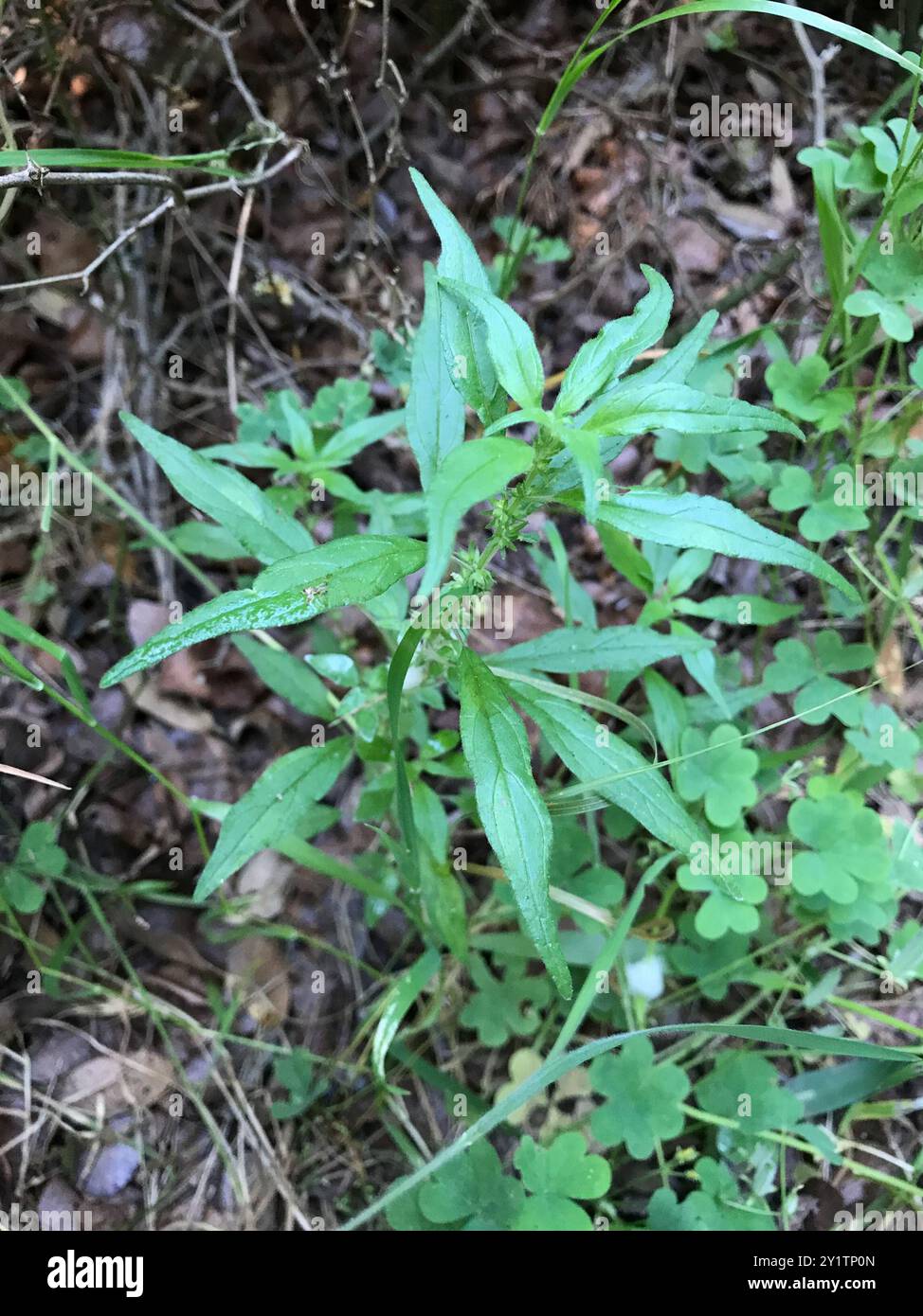 Pennsylvania pellitory (Parietaria pensylvanica) Plantae Stock Photo ...